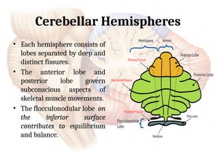 neurological anatomy of cerebellum. ppt | PPTX