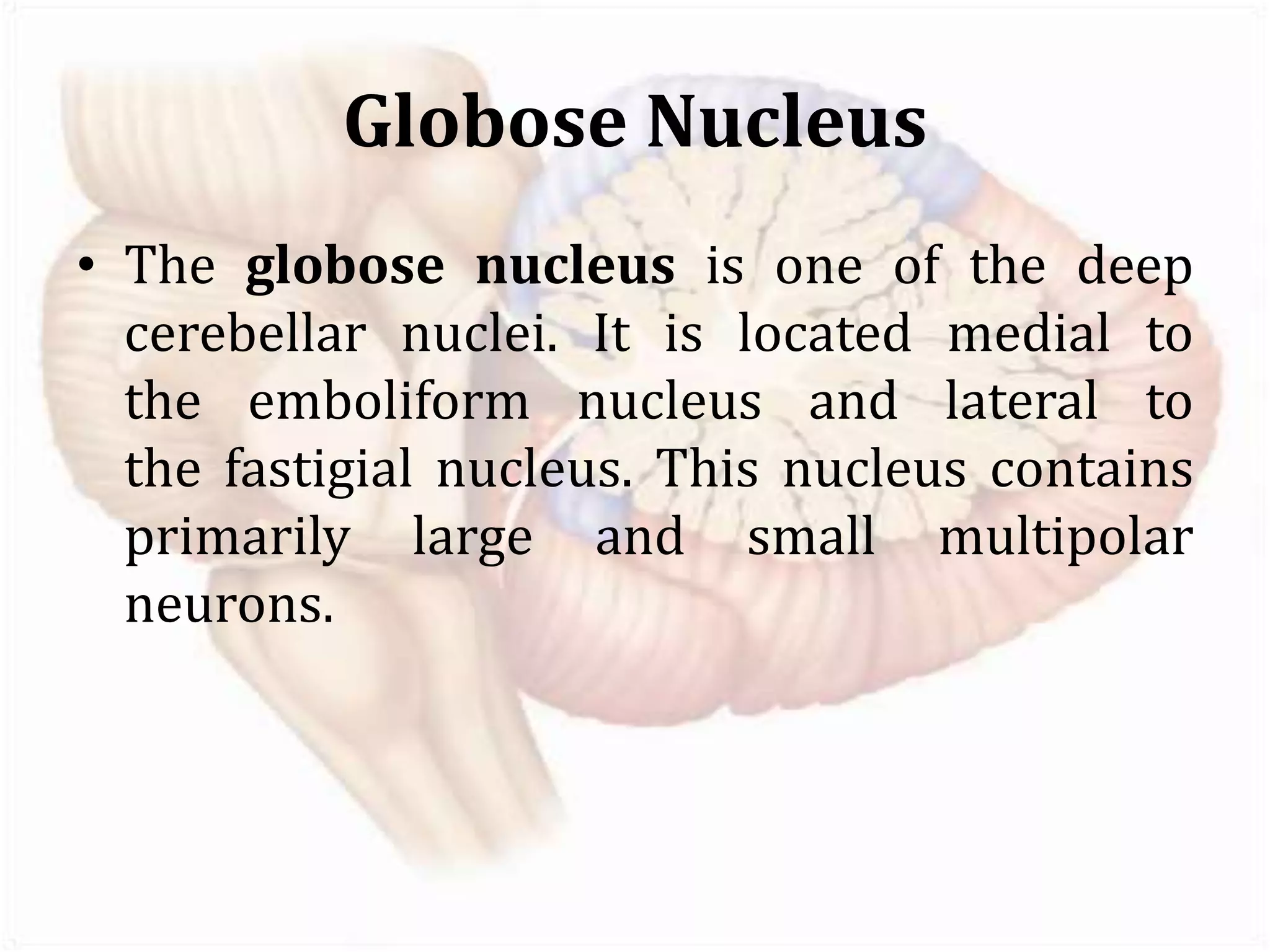 Anatomy of cerebellum | PPTX