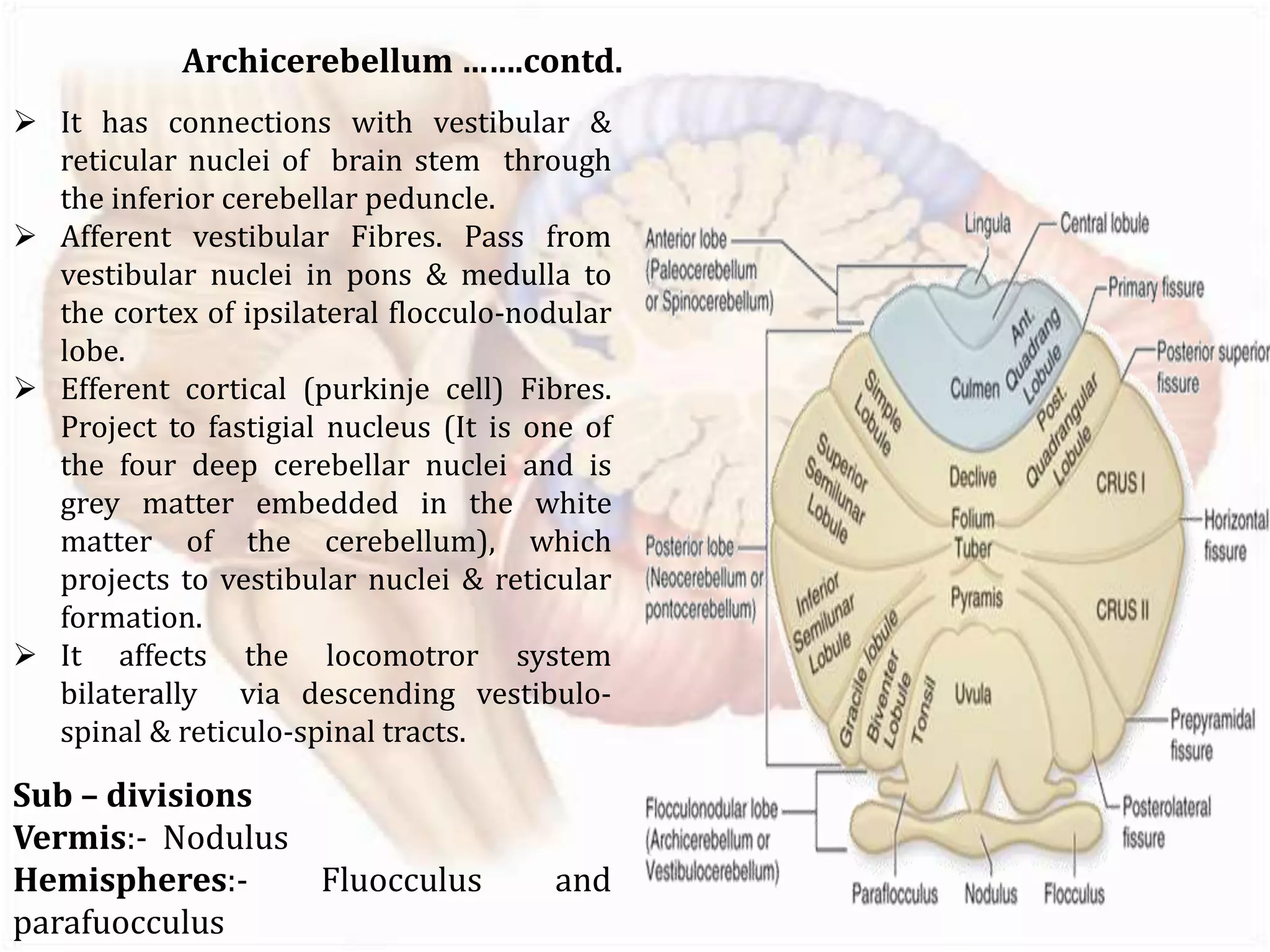 Anatomy of cerebellum | PPTX