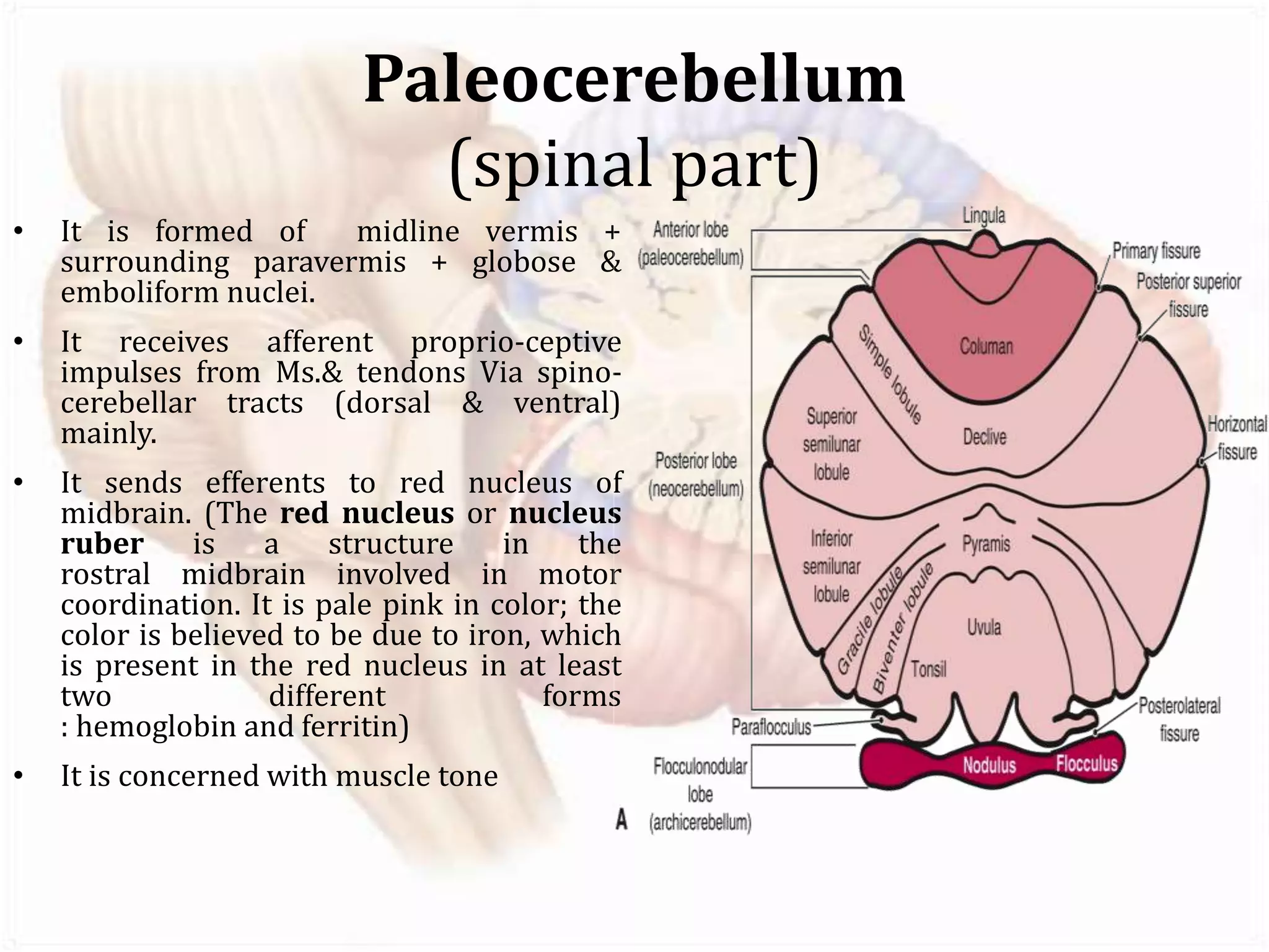 Anatomy of cerebellum | PPTX