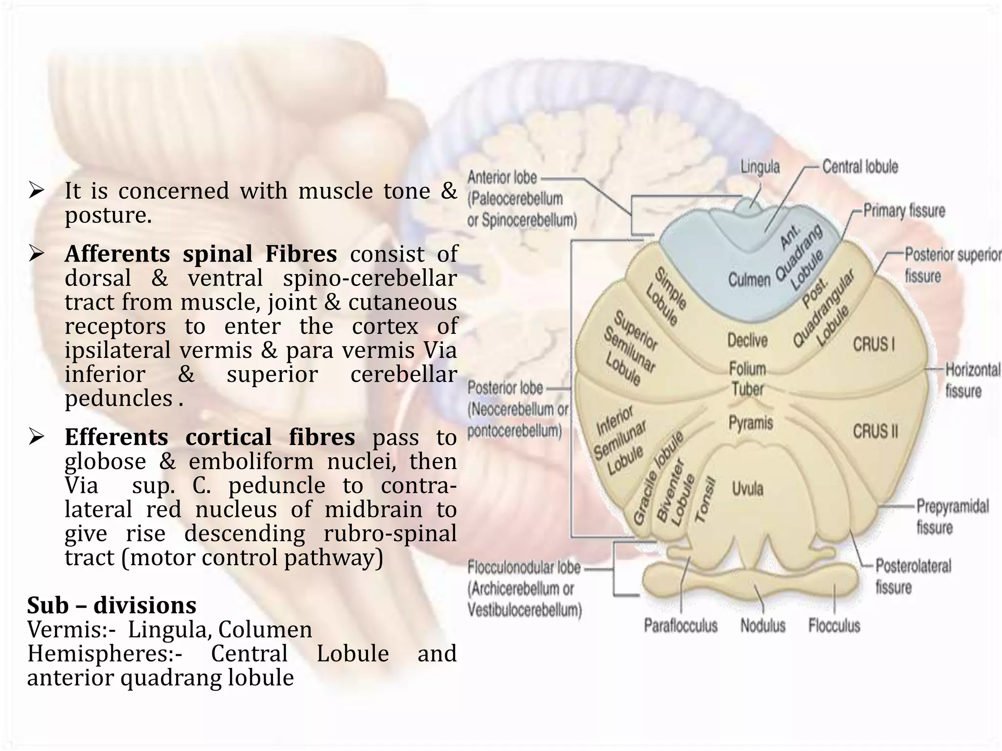 Anatomy of cerebellum | PPTX