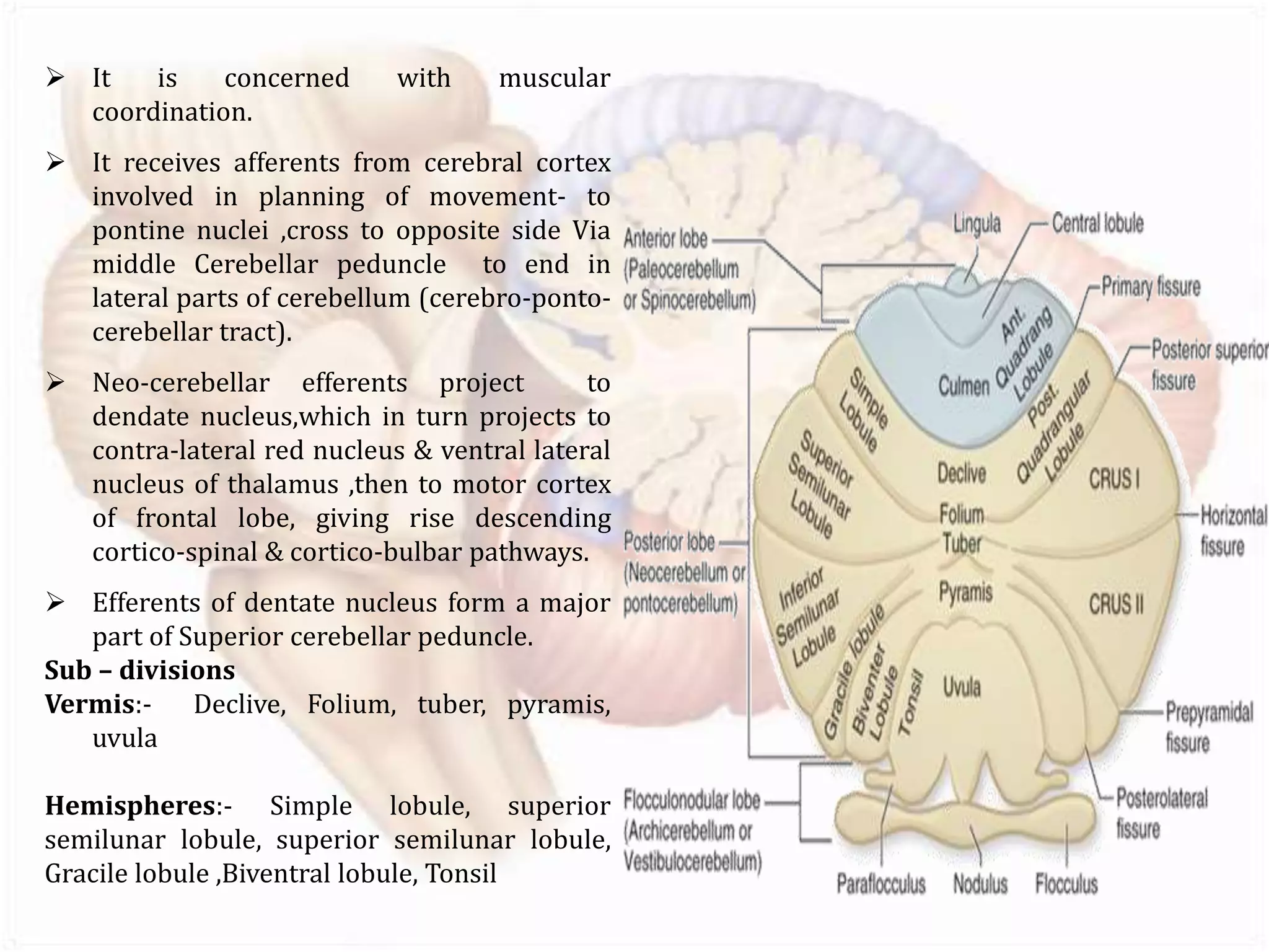 Anatomy of cerebellum | PPTX