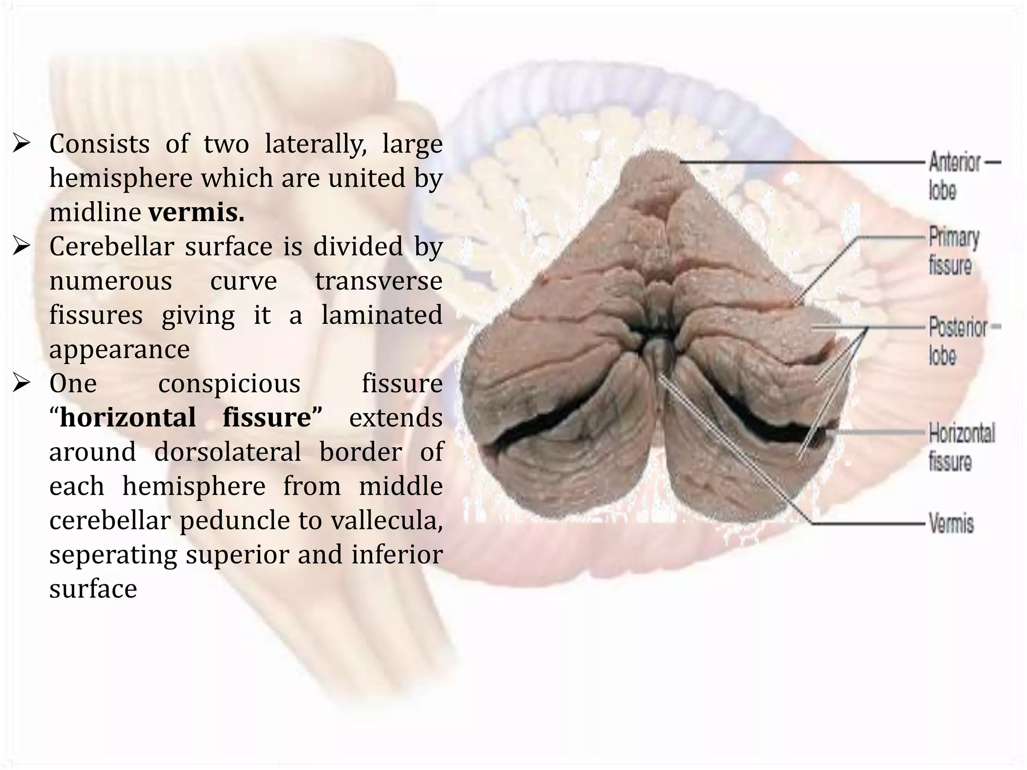 Anatomy of cerebellum | PPTX