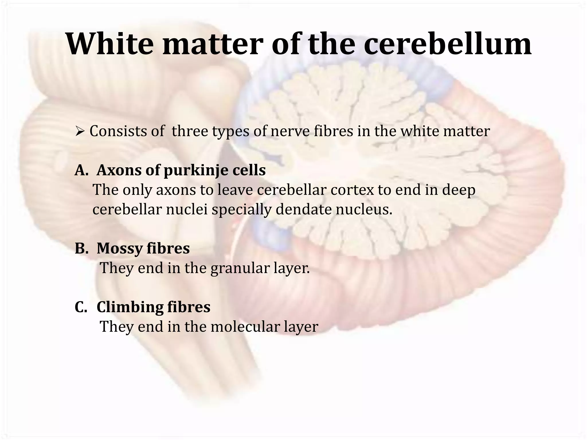 Anatomy of cerebellum | PPTX