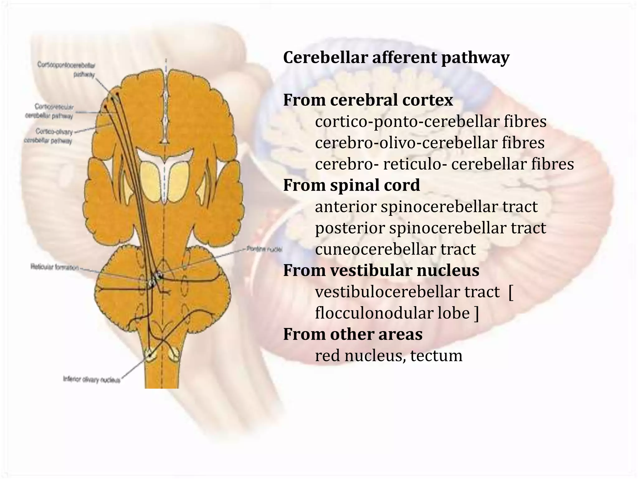 Anatomy of cerebellum | PPTX