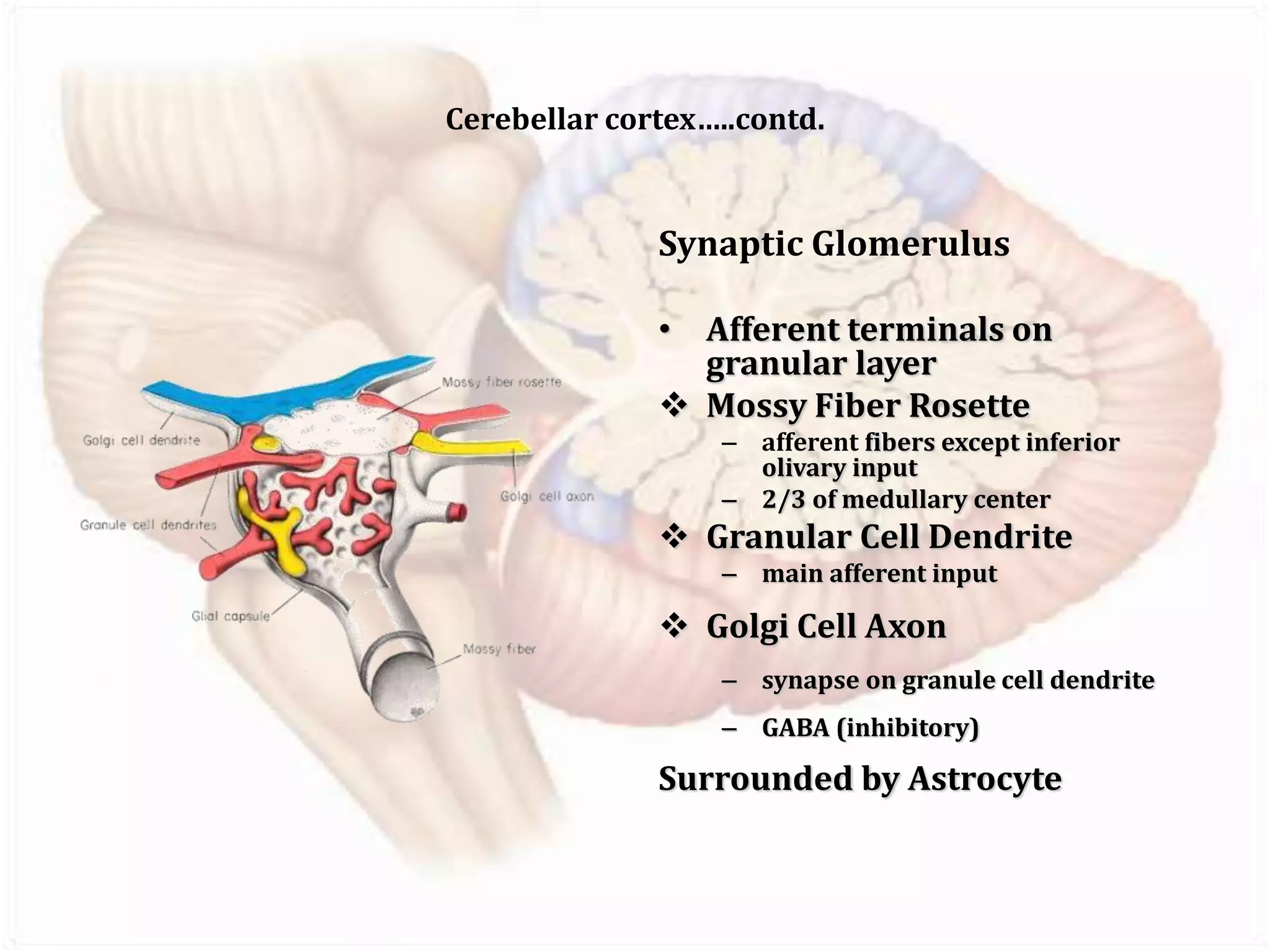 Anatomy of cerebellum | PPTX