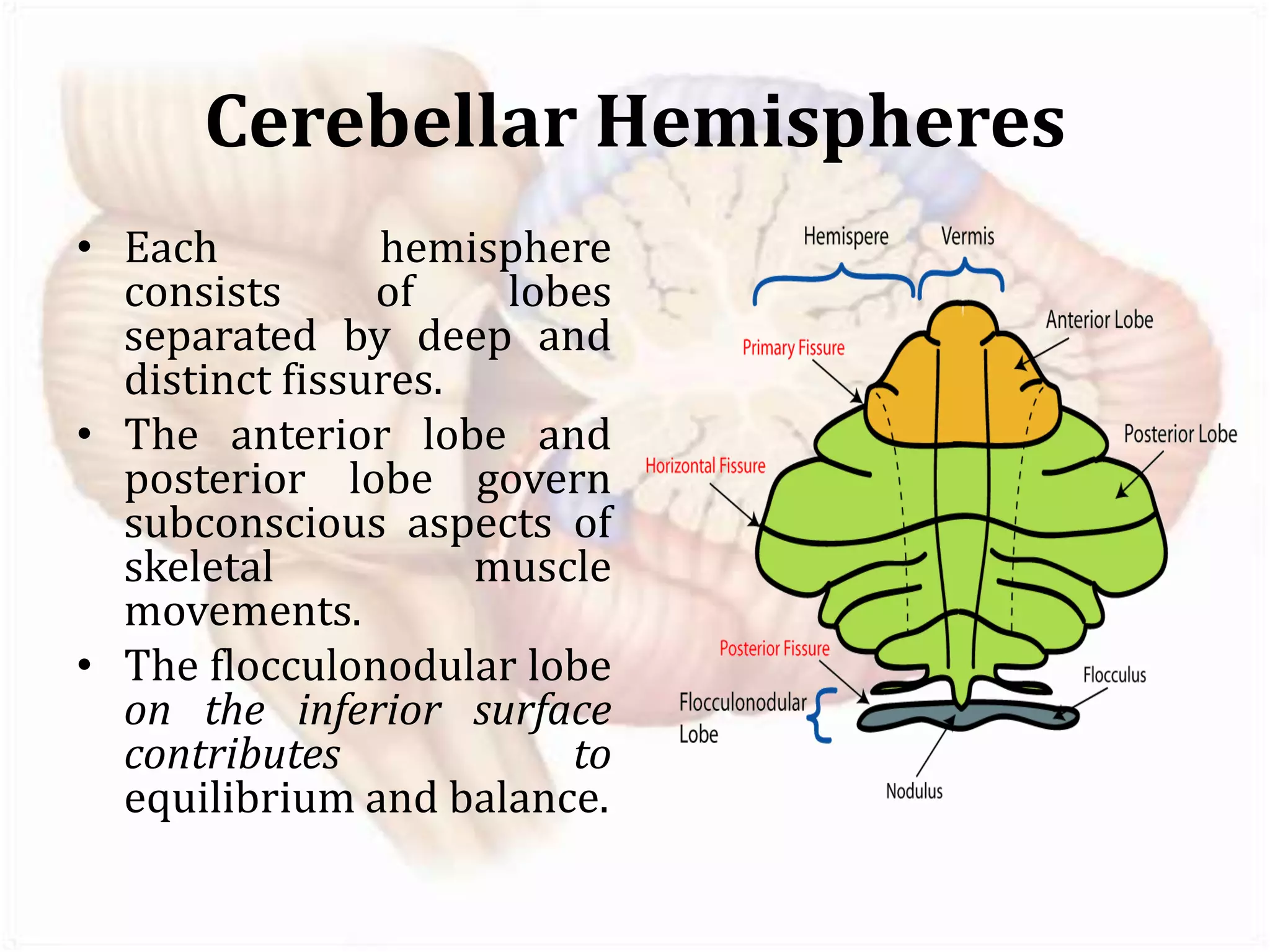 Anatomy of cerebellum | PPTX