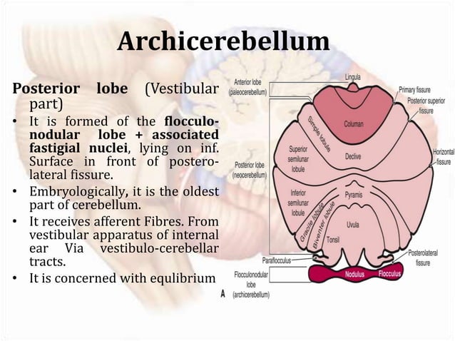 Anatomy of cerebellum | PPTX