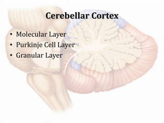Anatomy of cerebellum | PPTX