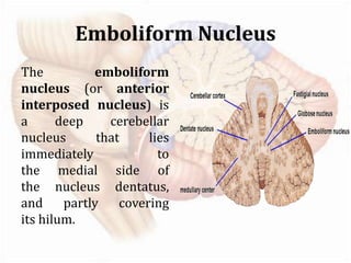 Anatomy of cerebellum | PPT