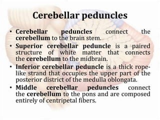 Cerebellar Peduncles Anatomy