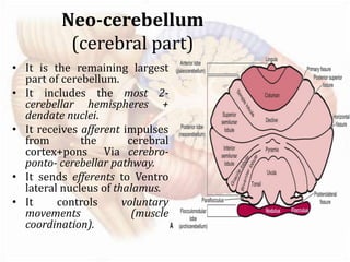 Cerebellar Cortex Anatomy