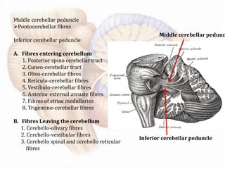 Cerebellar Peduncles Anatomy