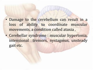 Anatomy of cerebellum | PPT