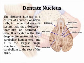 Fastigial Nucleus Pons