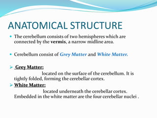 Anatomy of cerebellum | PPTX