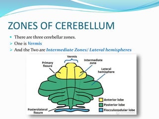 Anatomy of cerebellum | PPT
