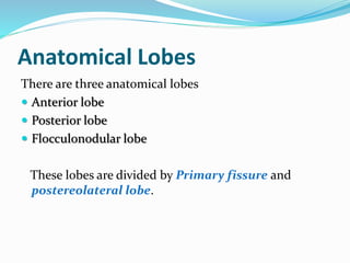 Anatomy of cerebellum | PPT