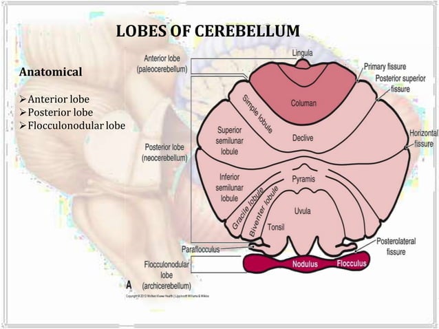 anatomy of cerebellum.pptx