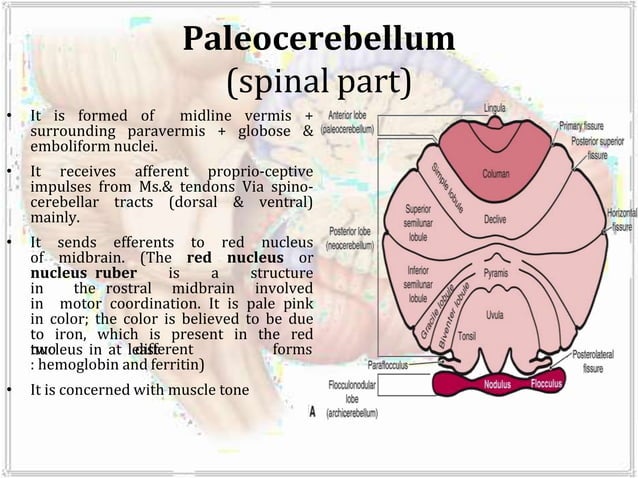 anatomy of cerebellum.pptx