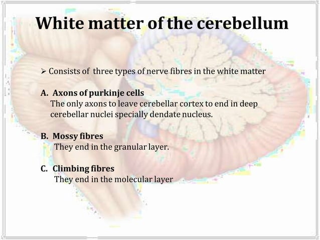 anatomy of cerebellum.pptx