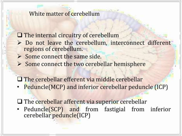 anatomy of cerebellum.pptx