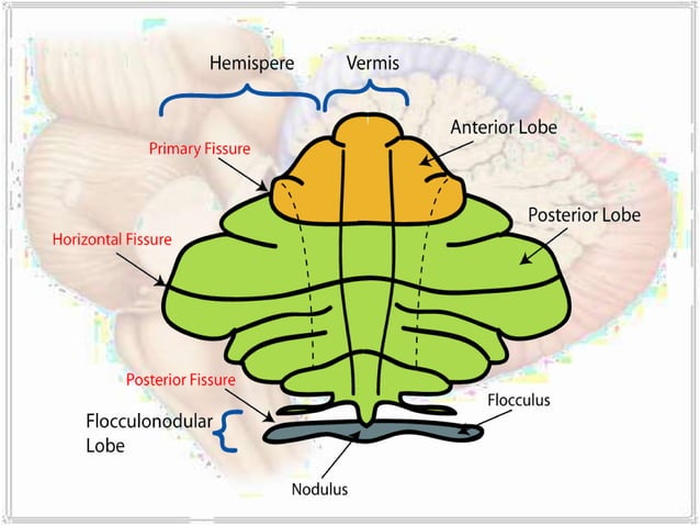 anatomy of cerebellum.pptx