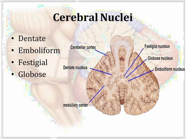 anatomy of cerebellum.pptx