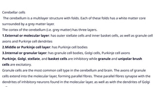 ANATOMY OF CEREBELLUM and its important.pptx