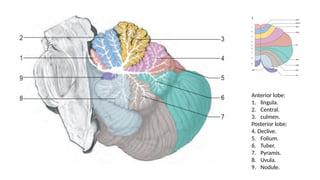 ANATOMY OF CEREBELLUM for surgeons, neurosurgeons | PPTX