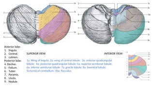ANATOMY OF CEREBELLUM for surgeons, neurosurgeons | PPTX