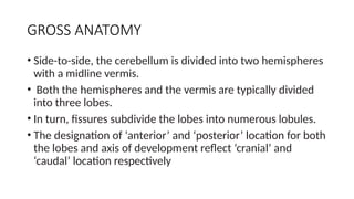 ANATOMY OF CEREBELLUM for surgeons, neurosurgeons | PPTX
