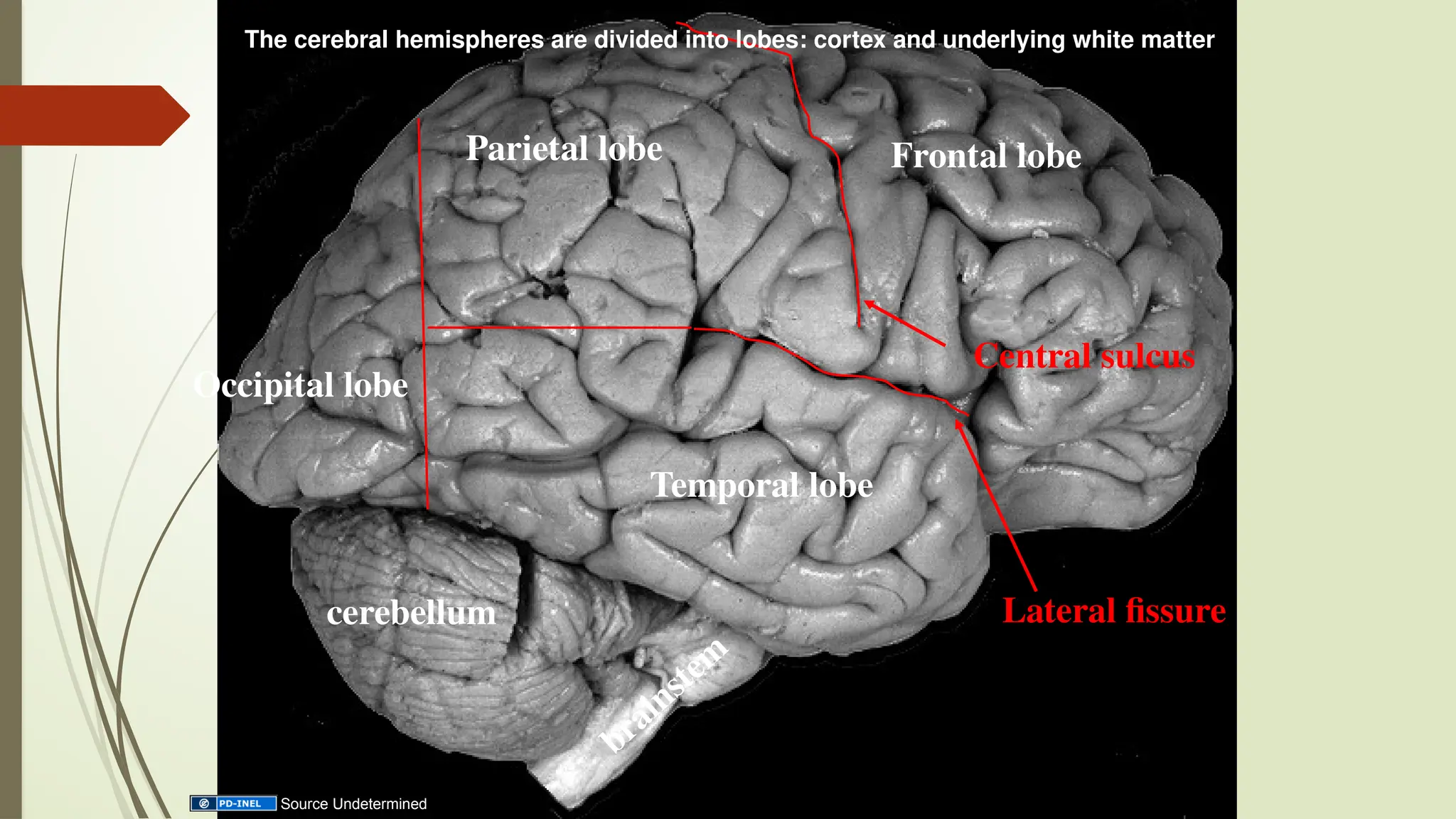 ANATOMY OF CEREBRAL CORTEX LEVY MWANAWASA MEDICAL UNIVERSITY | PPT