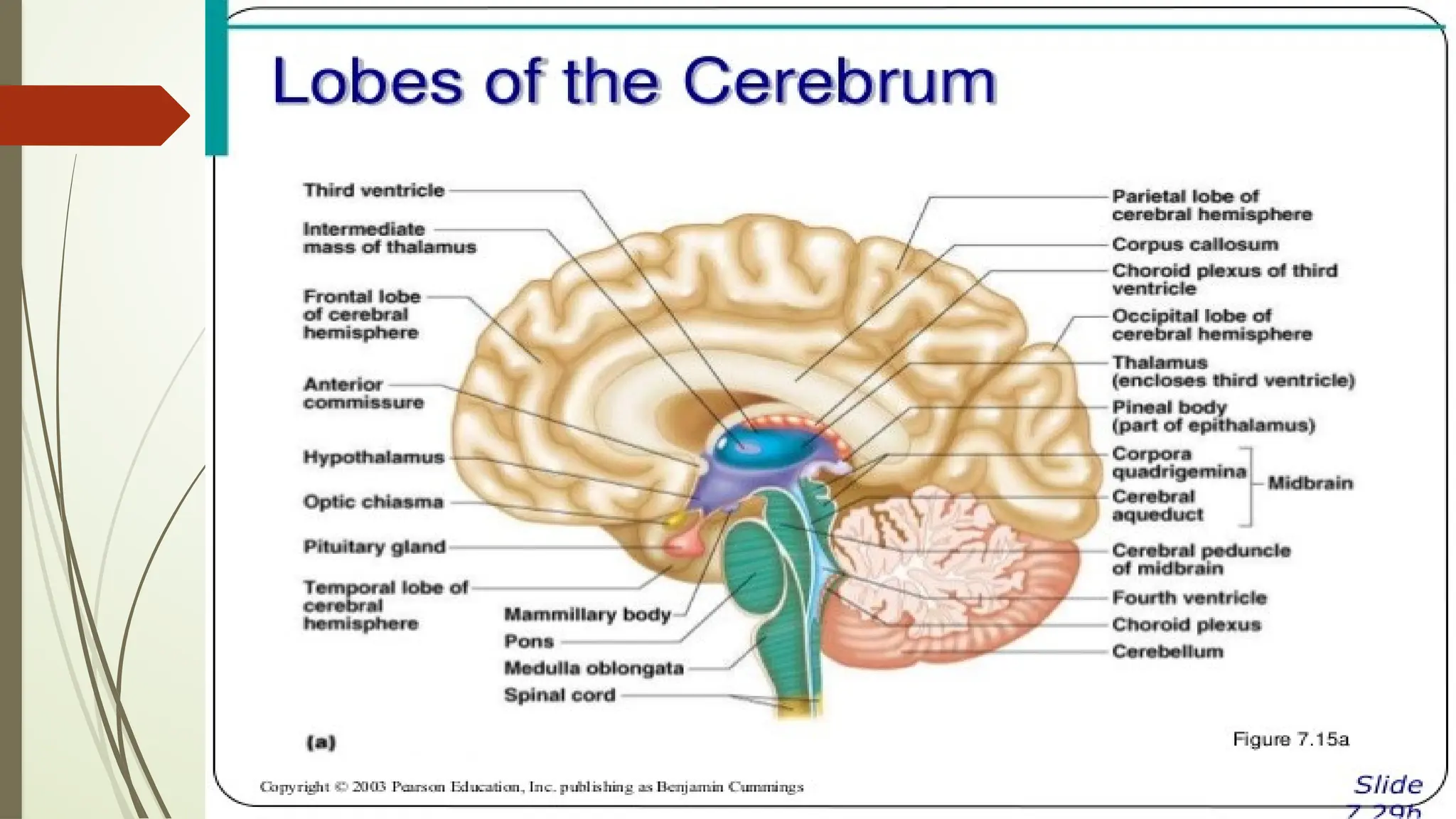 ANATOMY OF CEREBRAL CORTEX LEVY MWANAWASA MEDICAL UNIVERSITY | PPT