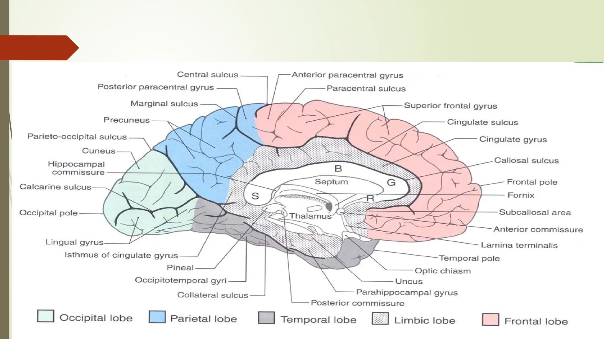 ANATOMY OF CEREBRAL CORTEX LEVY MWANAWASA MEDICAL UNIVERSITY | PPT