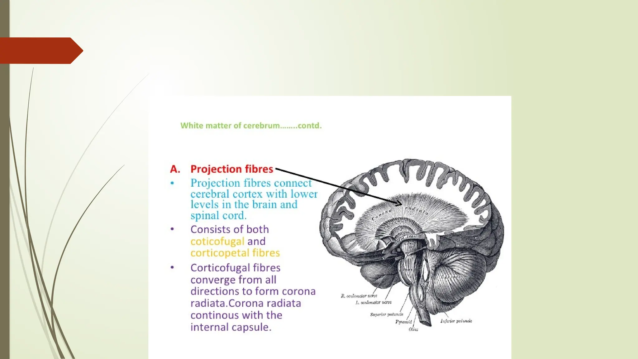 ANATOMY OF CEREBRAL CORTEX LEVY MWANAWASA MEDICAL UNIVERSITY | PPT