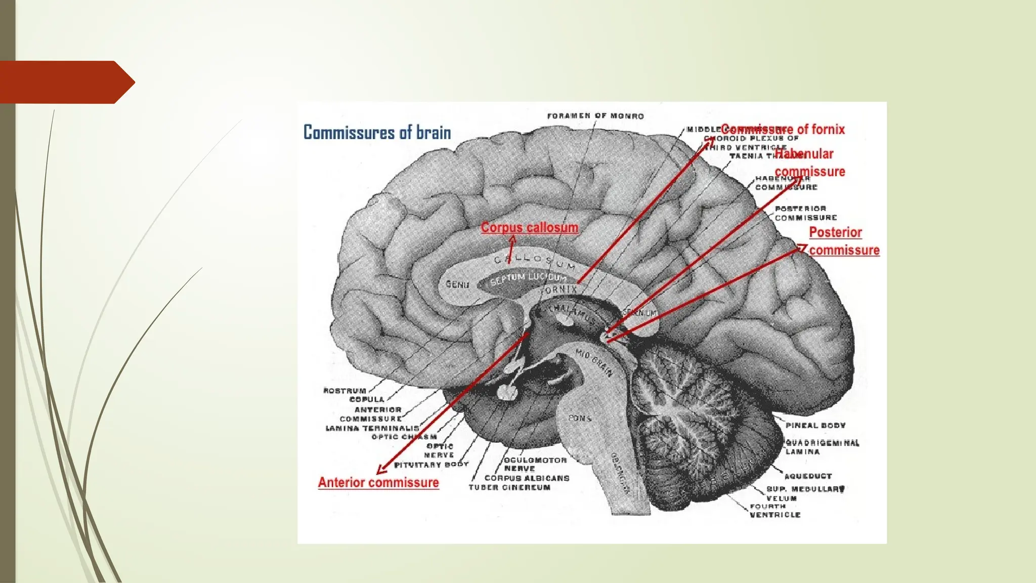 ANATOMY OF CEREBRAL CORTEX LEVY MWANAWASA MEDICAL UNIVERSITY | PPT