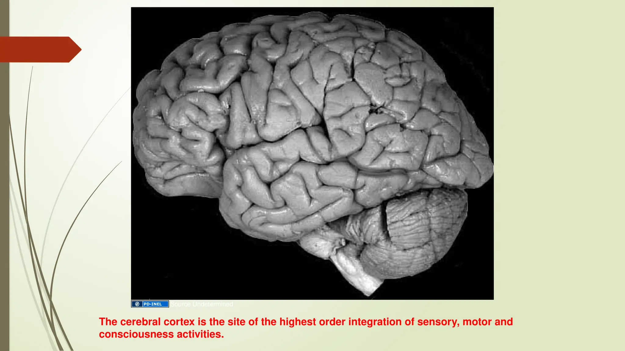 ANATOMY OF CEREBRAL CORTEX LEVY MWANAWASA MEDICAL UNIVERSITY | PPT