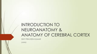 ANATOMY OF CEREBRAL CORTEX LEVY MWANAWASA MEDICAL UNIVERSITY | PPT