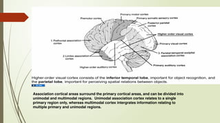 ANATOMY OF CEREBRAL CORTEX LEVY MWANAWASA MEDICAL UNIVERSITY | PPT