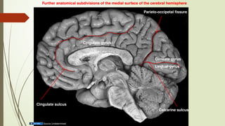 ANATOMY OF CEREBRAL CORTEX LEVY MWANAWASA MEDICAL UNIVERSITY | PPT