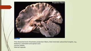 ANATOMY OF CEREBRAL CORTEX LEVY MWANAWASA MEDICAL UNIVERSITY | PPTX
