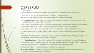 ANATOMY OF CEREBRAL CORTEX LEVY MWANAWASA MEDICAL UNIVERSITY | PPTX