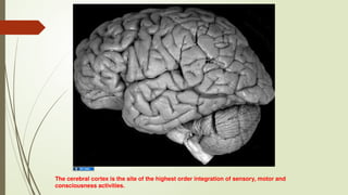 ANATOMY OF CEREBRAL CORTEX LEVY MWANAWASA MEDICAL UNIVERSITY | PPTX