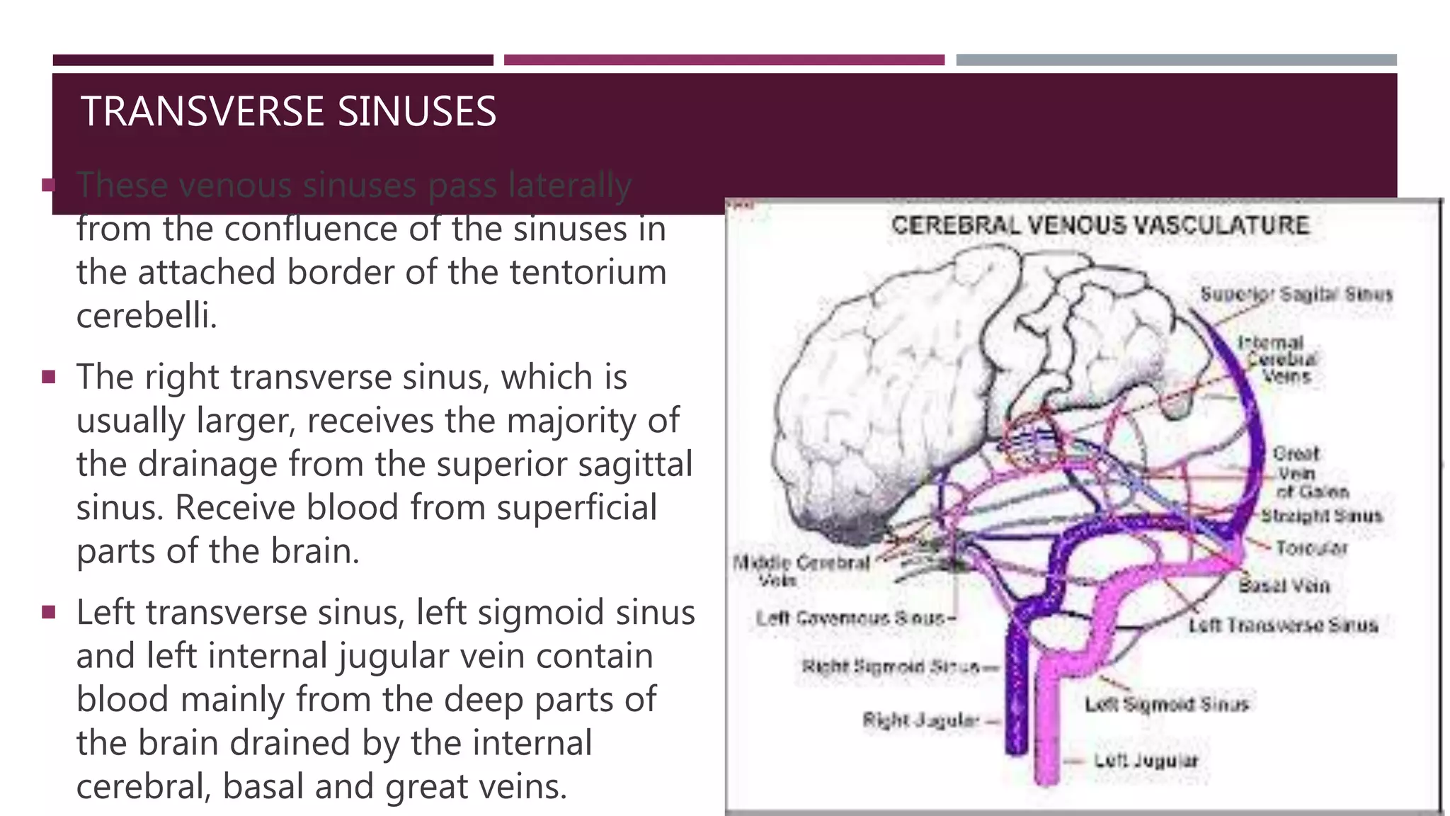 Anatomy of cerebral veins | PPTX