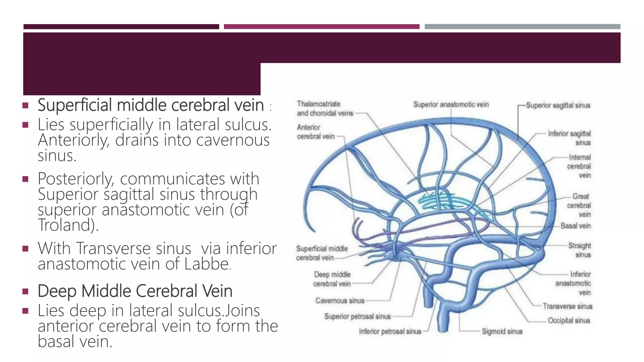 Anatomy of cerebral veins | PPTX