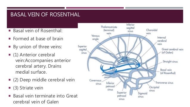 Anatomy of cerebral veins
