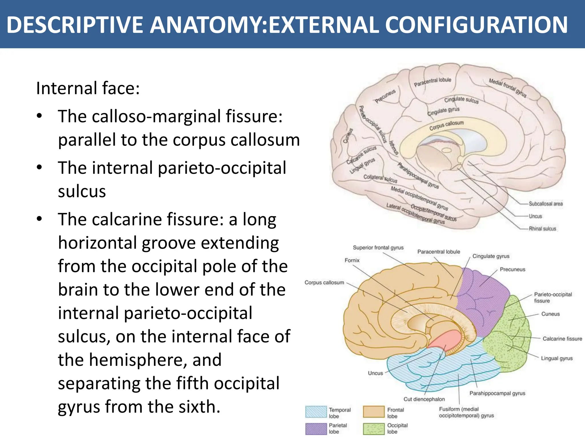 ANATOMY+OF+CEREBRUM.pdf ANATOMY+OF+CEREBRUM.pdf
