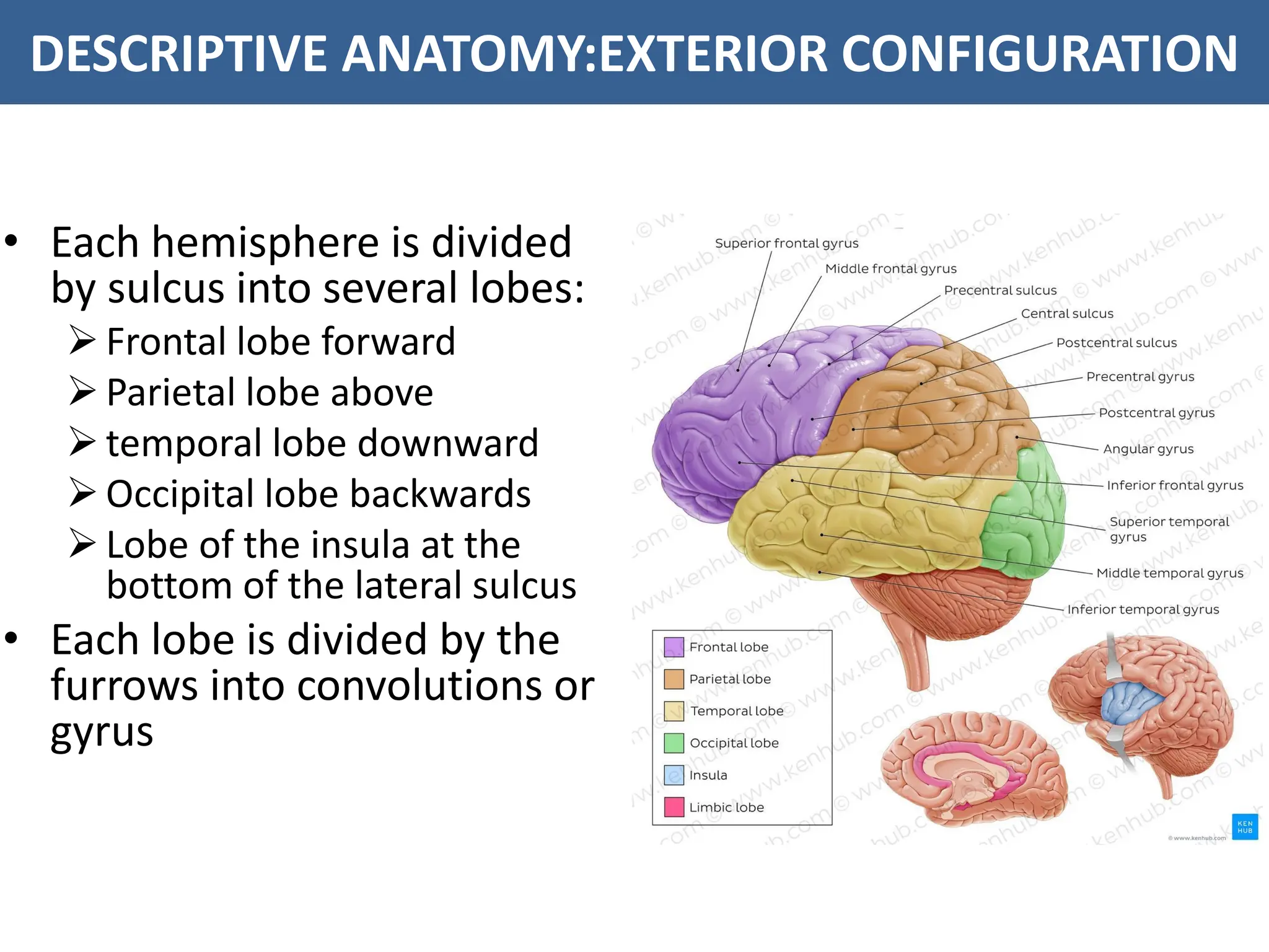 ANATOMY+OF+CEREBRUM.pdf ANATOMY+OF+CEREBRUM.pdf