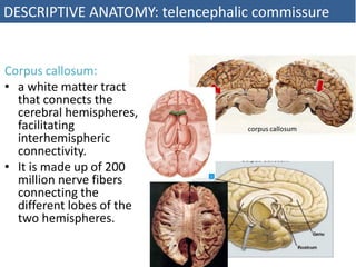 ANATOMY+OF+CEREBRUM.pdf ANATOMY+OF+CEREBRUM.pdf